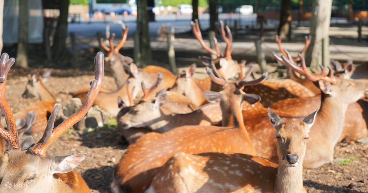 Nara Early Bird Tour (Tersedia Opsi Keberangkatan dari Kyoto) - Klook Indonesia